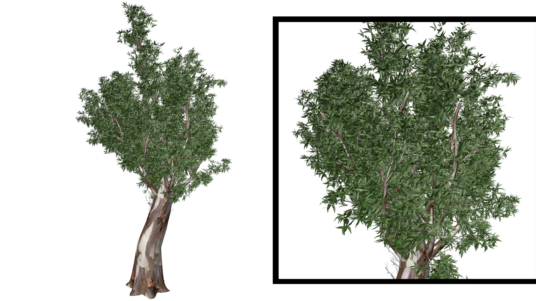ArtStation - Red Gum Tree #08 - High Poly Tree (3D Model) | Game Assets