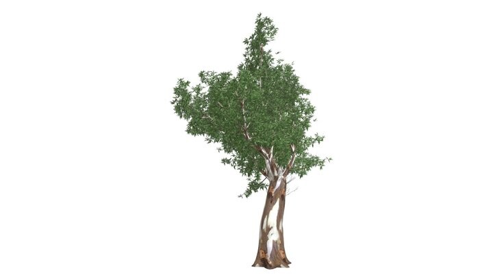 ArtStation - Red Gum Tree #08 - High Poly Tree (3D Model) | Game Assets