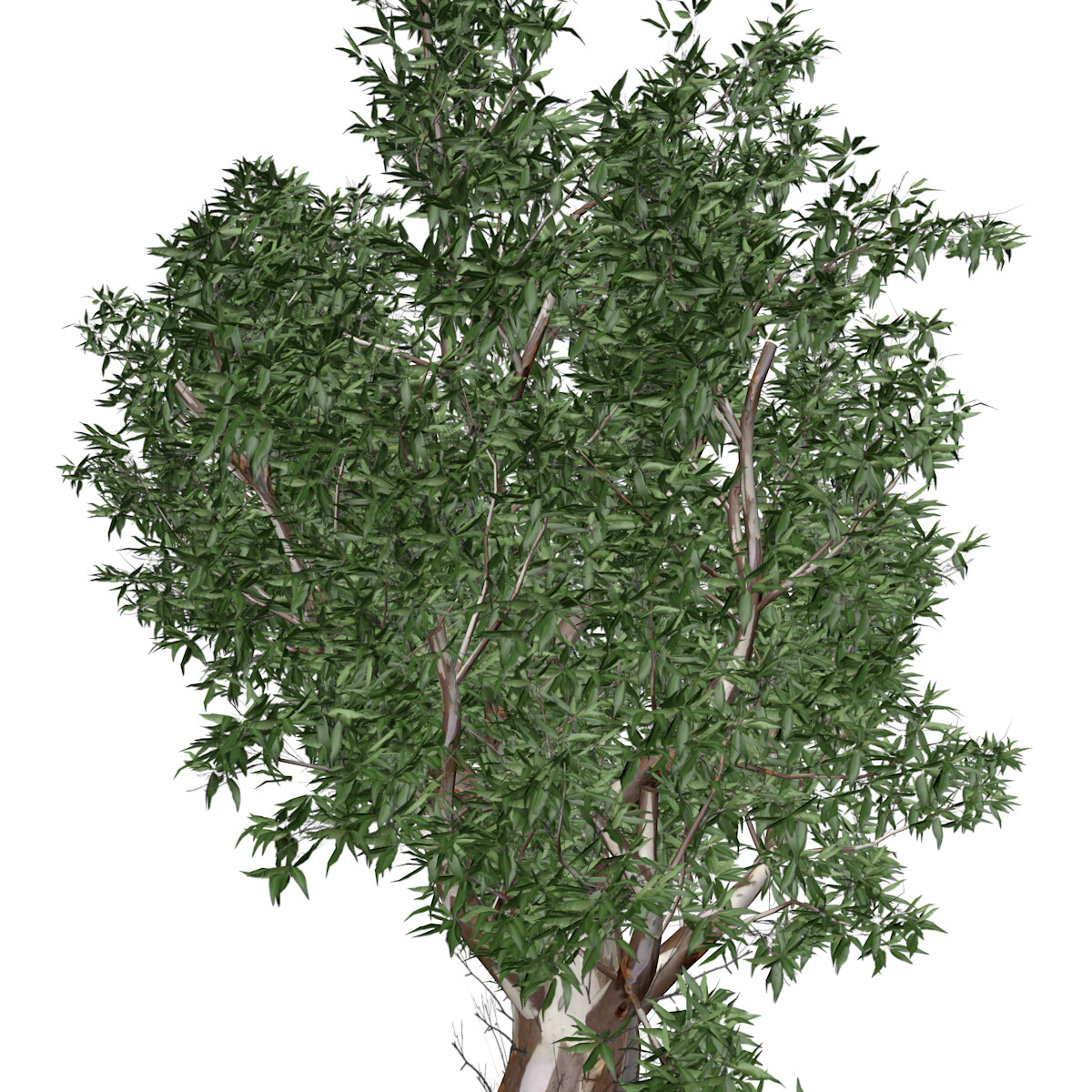 ArtStation - Red Gum Tree #08 - High Poly Tree (3D Model) | Game Assets