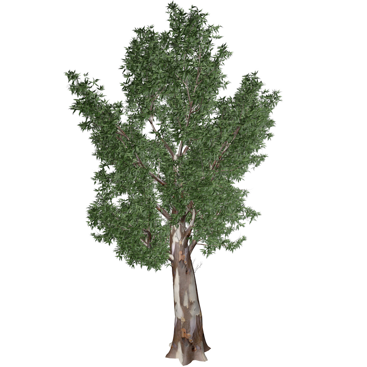ArtStation - Red Gum Tree #10 - High Poly Tree (3D Model) | Game Assets