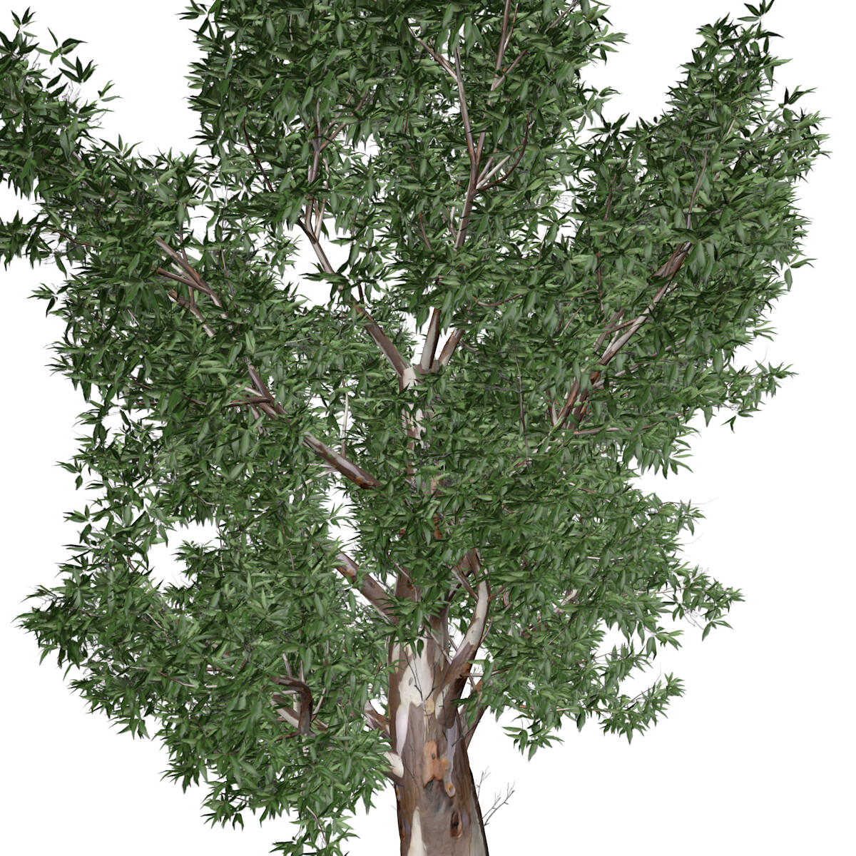 ArtStation - Red Gum Tree #10 - High Poly Tree (3D Model) | Game Assets