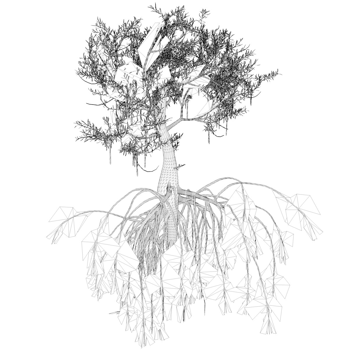 Mangrove Tree Drawing