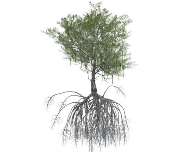 ArtStation - Red Mangrove Tree #05 - High Poly Tree (3D Model) | Game ...