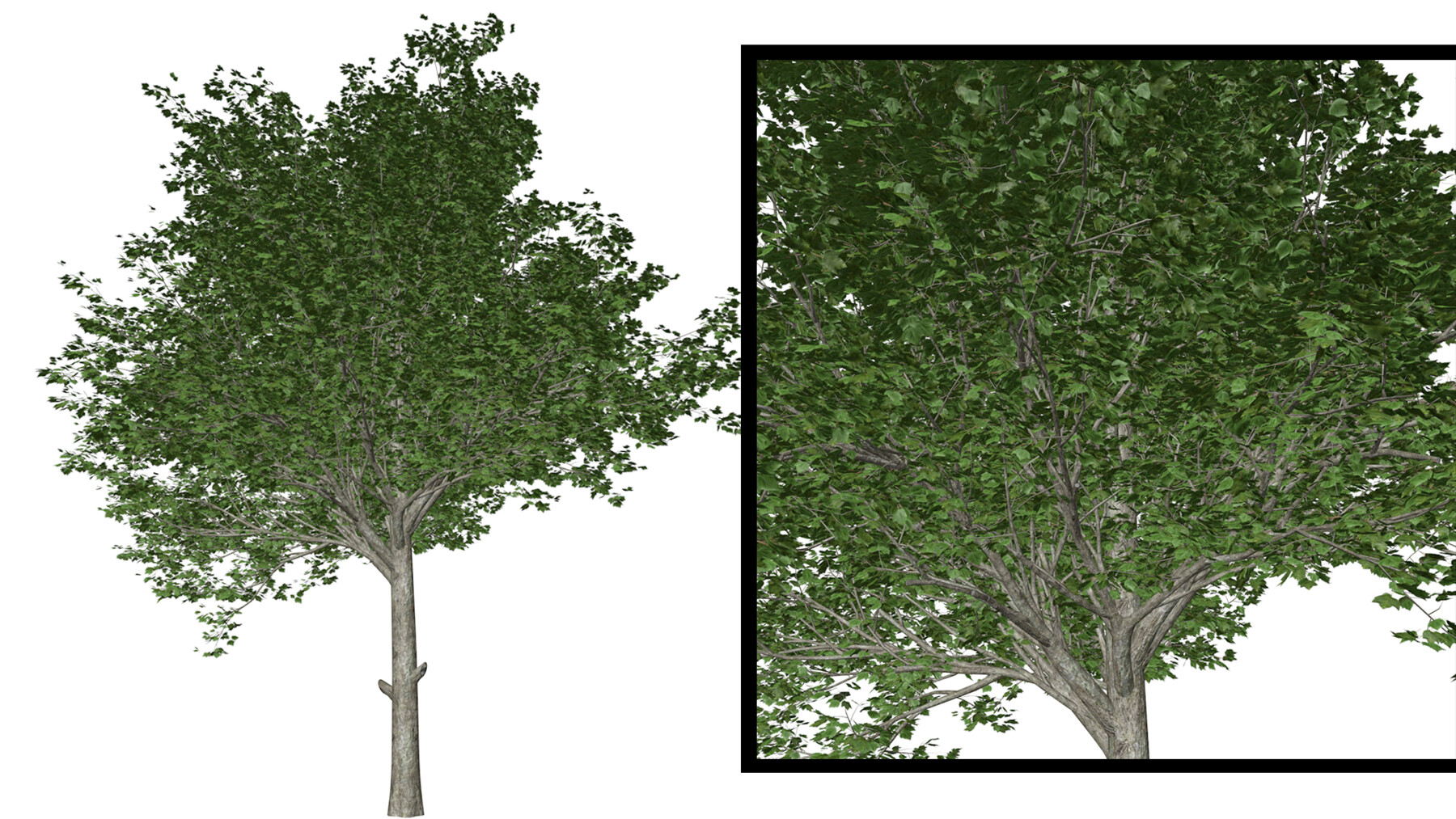 ArtStation - Red Maple Tree #04 - High Poly Tree (3D Model) | Game Assets