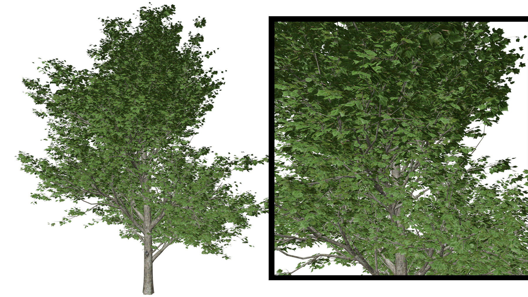 ArtStation - Red Maple Tree #07 - High Poly Tree (3D Model) | Game Assets