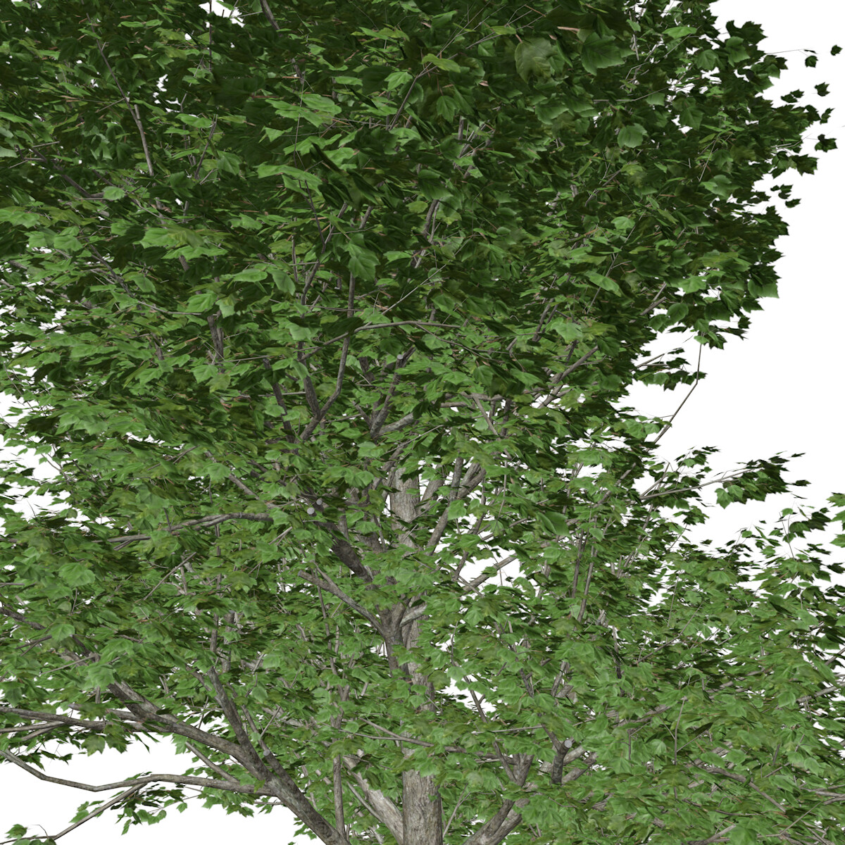 ArtStation - Red Maple Tree #07 - High Poly Tree (3D Model) | Game Assets