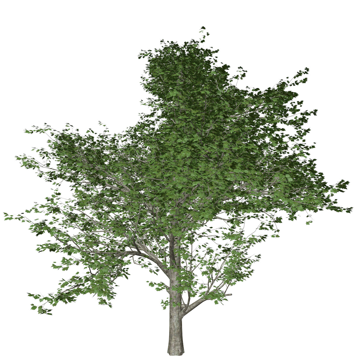 ArtStation - Red Maple Tree #09 - High Poly Tree (3D Model) | Game Assets
