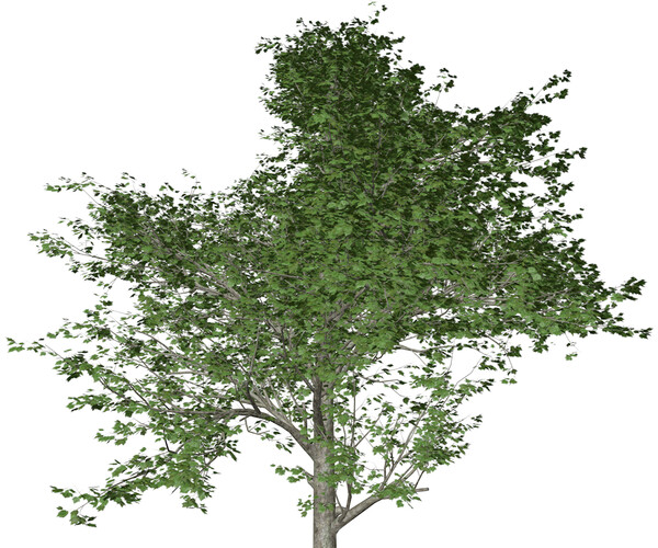 ArtStation - Red Maple Tree #09 - High Poly Tree (3D Model) | Game Assets