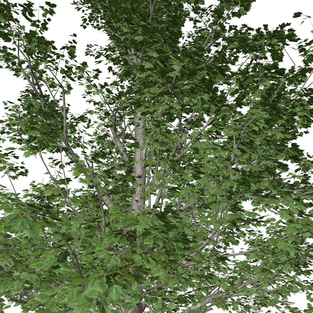 ArtStation - Red Maple Tree #10 - High Poly Tree (3D Model) | Game Assets