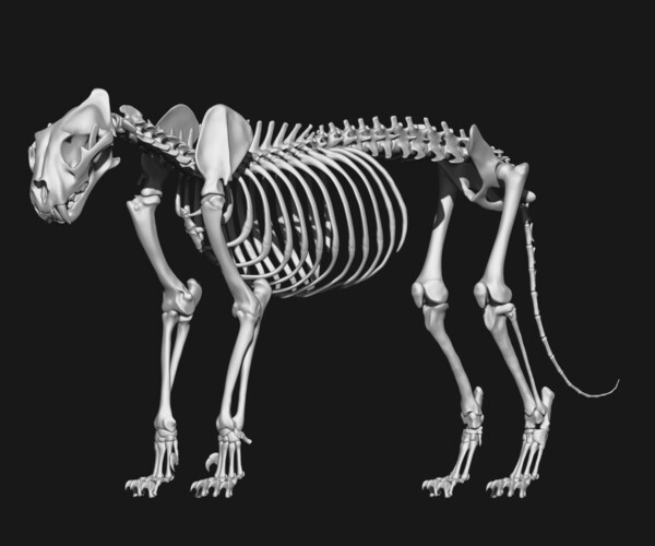 ArtStation - animal skeleton collection | Resources