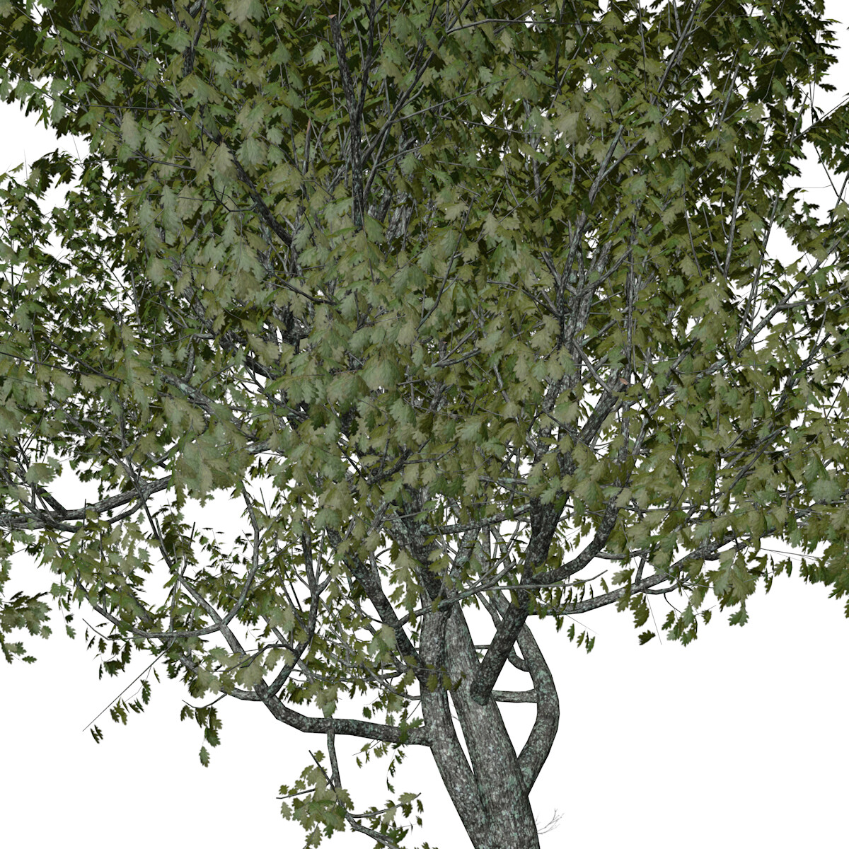 ArtStation - Red Oak Tree #02 - High Poly Tree (3D Model) | Game Assets