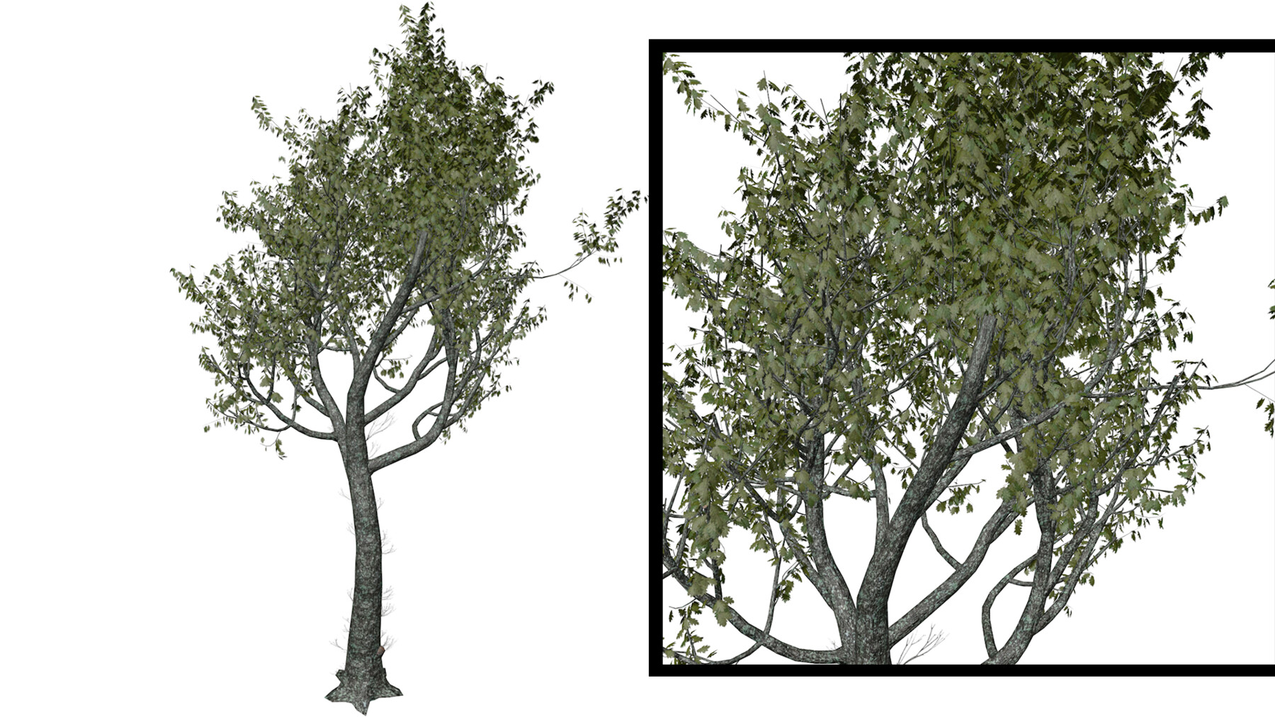 ArtStation - Red Oak Tree #04 - High Poly Tree (3D Model) | Game Assets