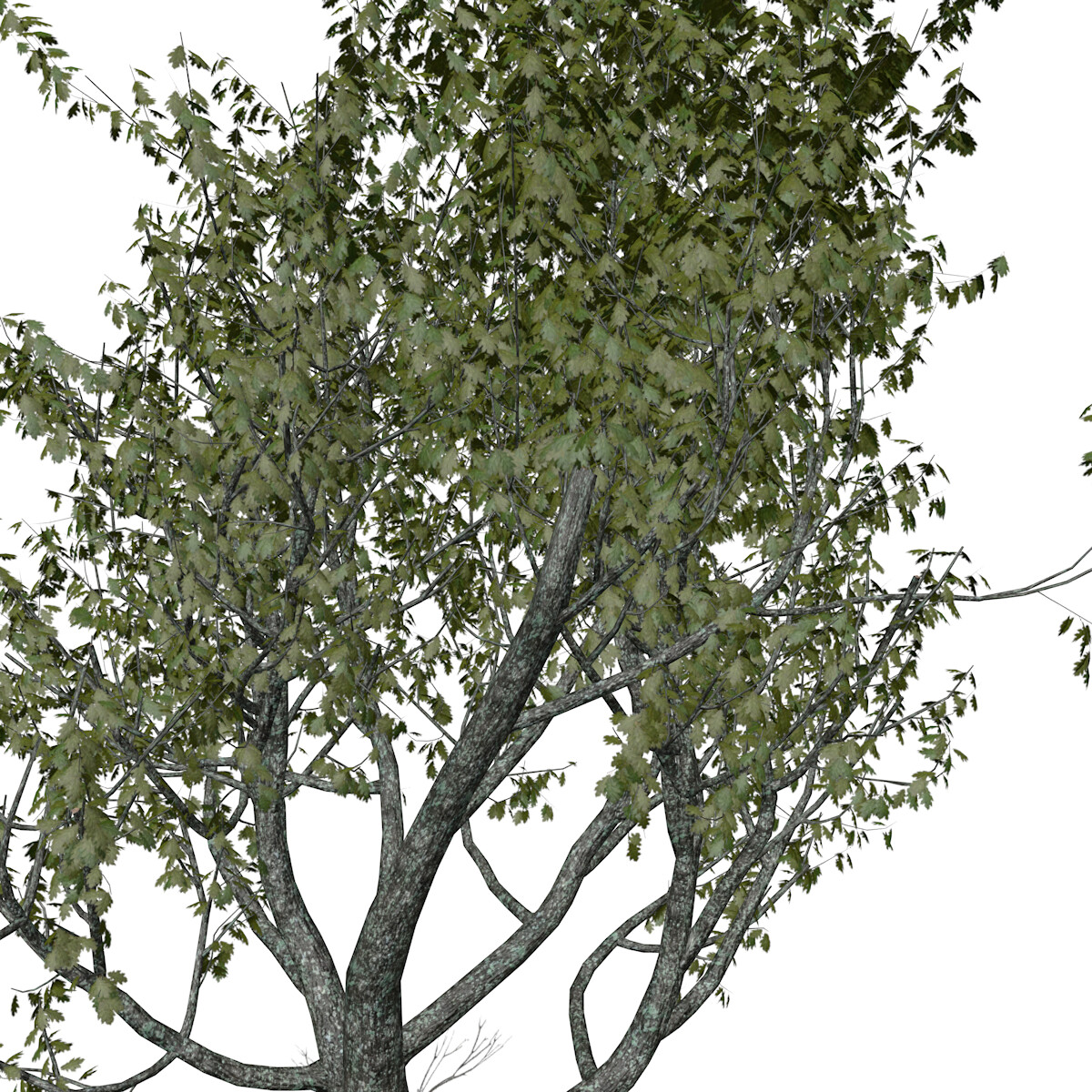 ArtStation - Red Oak Tree #04 - High Poly Tree (3D Model) | Game Assets