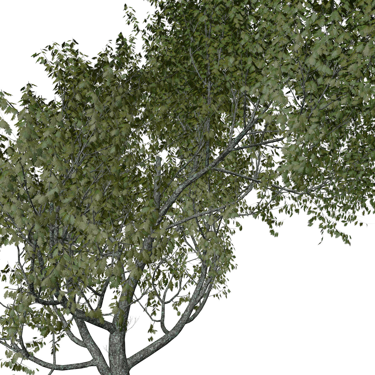 ArtStation - Red Oak Tree #06 - High Poly Tree (3D Model) | Game Assets