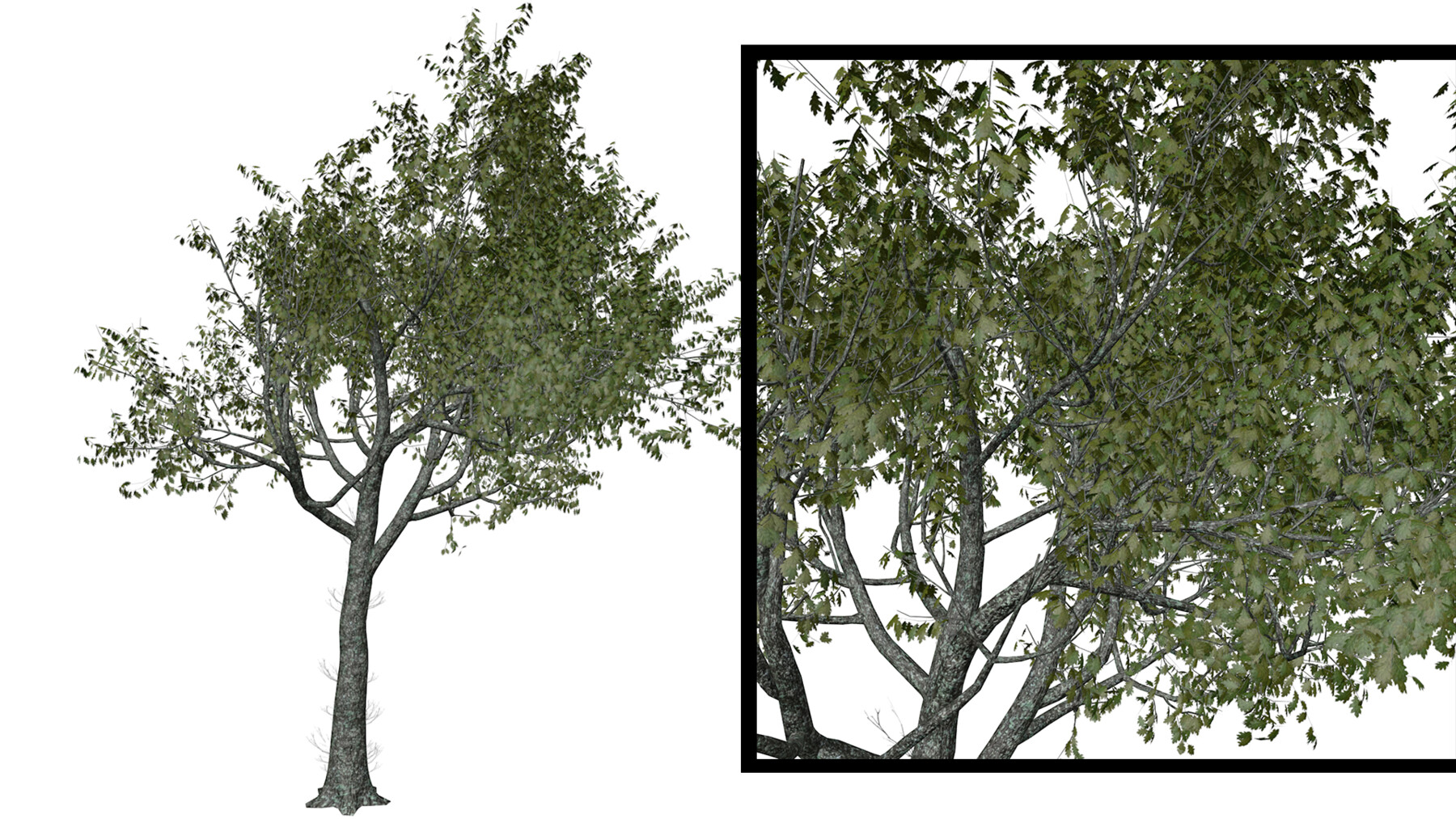 ArtStation - Red Oak Tree #08 - High Poly Tree (3D Model) | Game Assets
