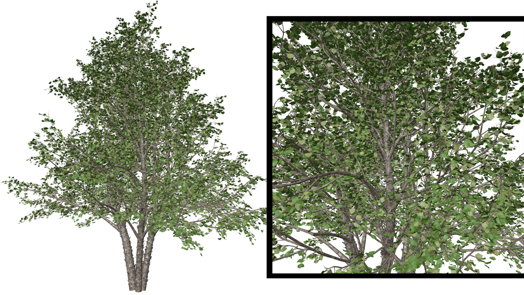 ArtStation - River Birch Tree #01 - High Poly Tree (3D Model) | Game Assets