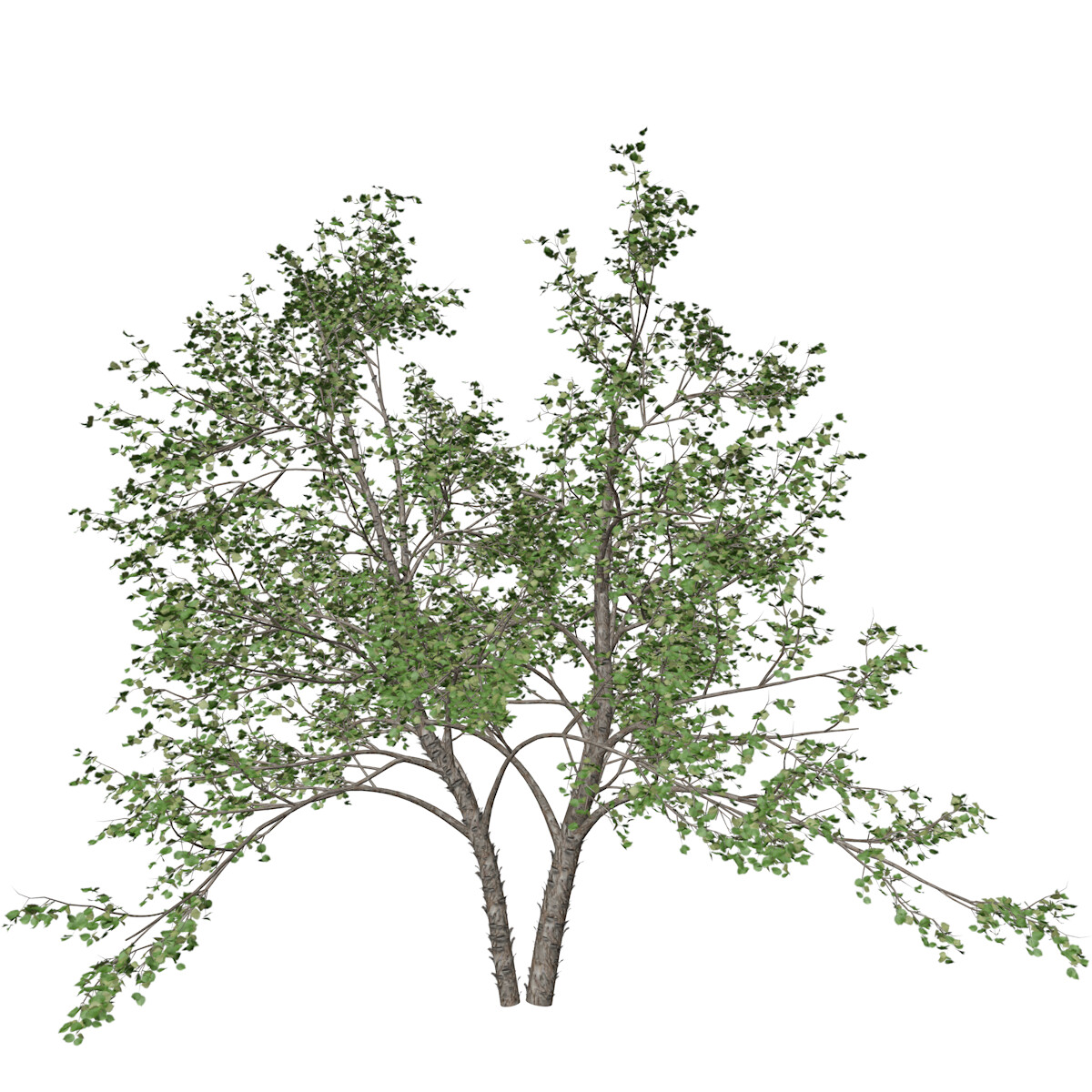 ArtStation - River Birch Tree #04 - High Poly Tree (3D Model) | Game Assets