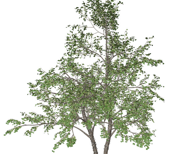 ArtStation - River Birch Tree #05 - High Poly Tree (3D Model) | Game Assets