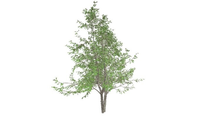 ArtStation - River Birch Tree #08 - High Poly Tree (3D Model) | Game Assets