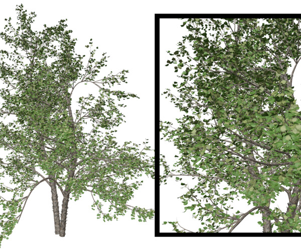ArtStation - River Birch Tree #09 - High Poly Tree (3D Model) | Game Assets