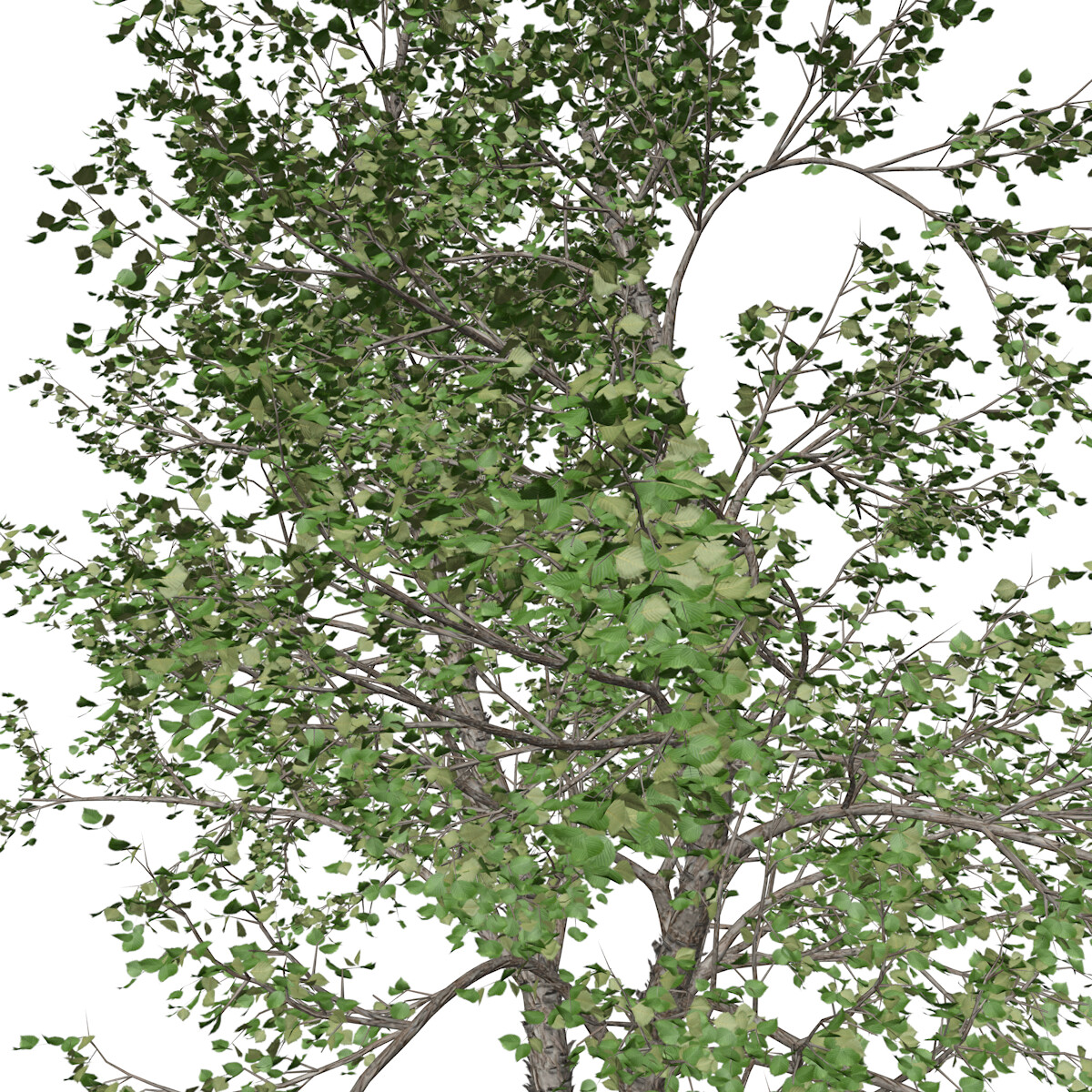 ArtStation - River Birch Tree #09 - High Poly Tree (3D Model) | Game Assets