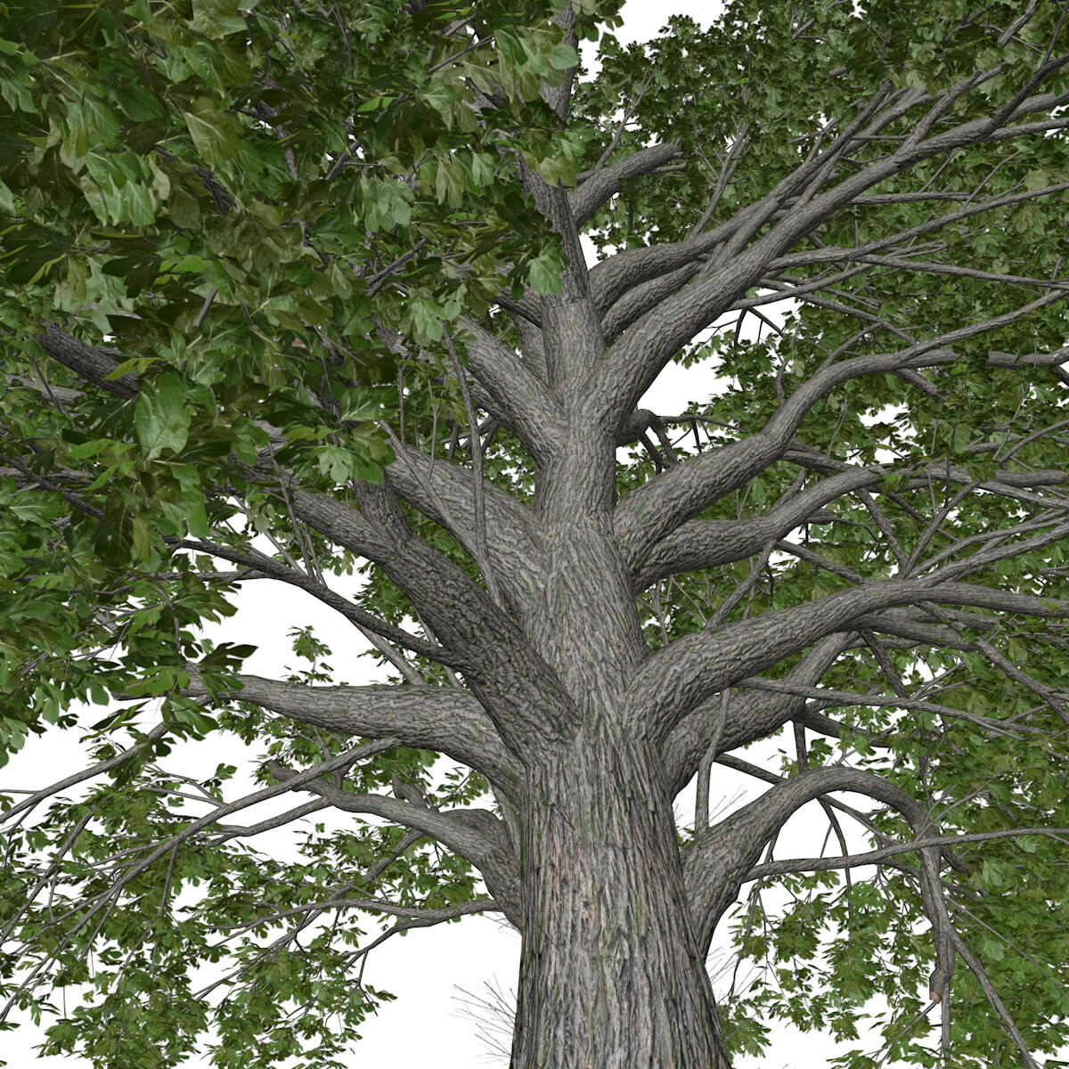 ArtStation - Sassafras Tree #06 - High Poly Tree (3D Model) | Game Assets