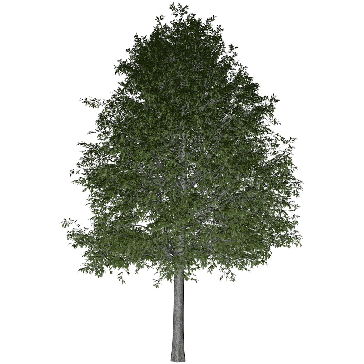 ArtStation - Shingle Oak Tree #05 - High Poly Tree (3D Model) | Game Assets