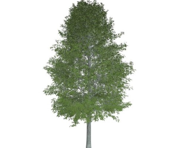 ArtStation - Shingle Oak Tree #10 - High Poly Tree (3D Model) | Game Assets