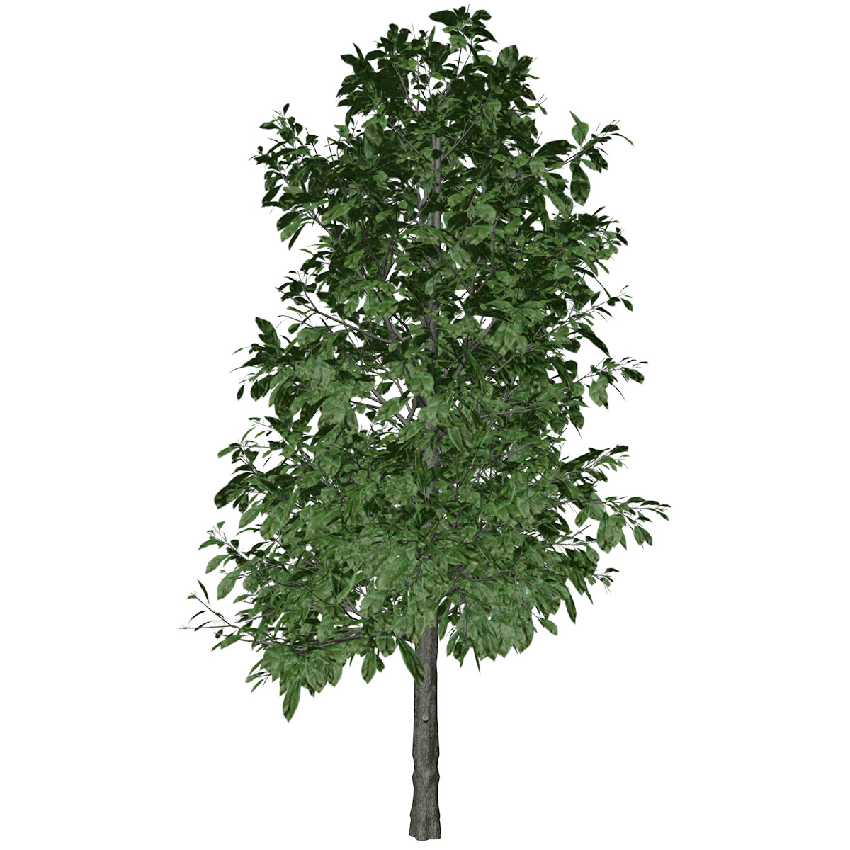 ArtStation - Sourwood Tree #01 - High Poly Tree (3D Model) | Game Assets
