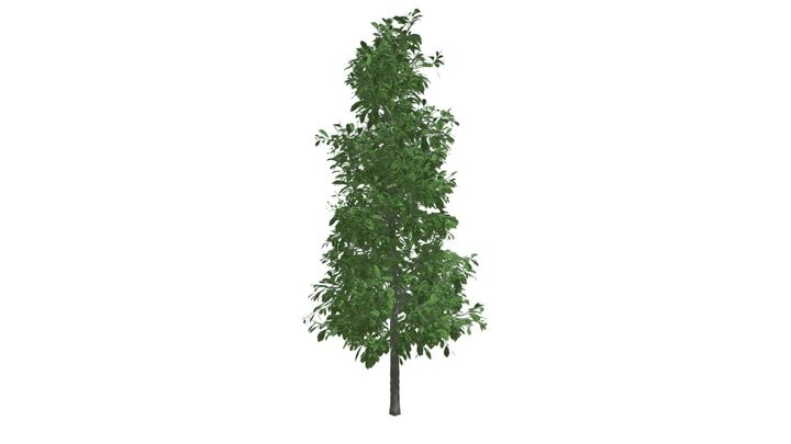 ArtStation - Sourwood Tree #03 - High Poly Tree (3D Model) | Game Assets