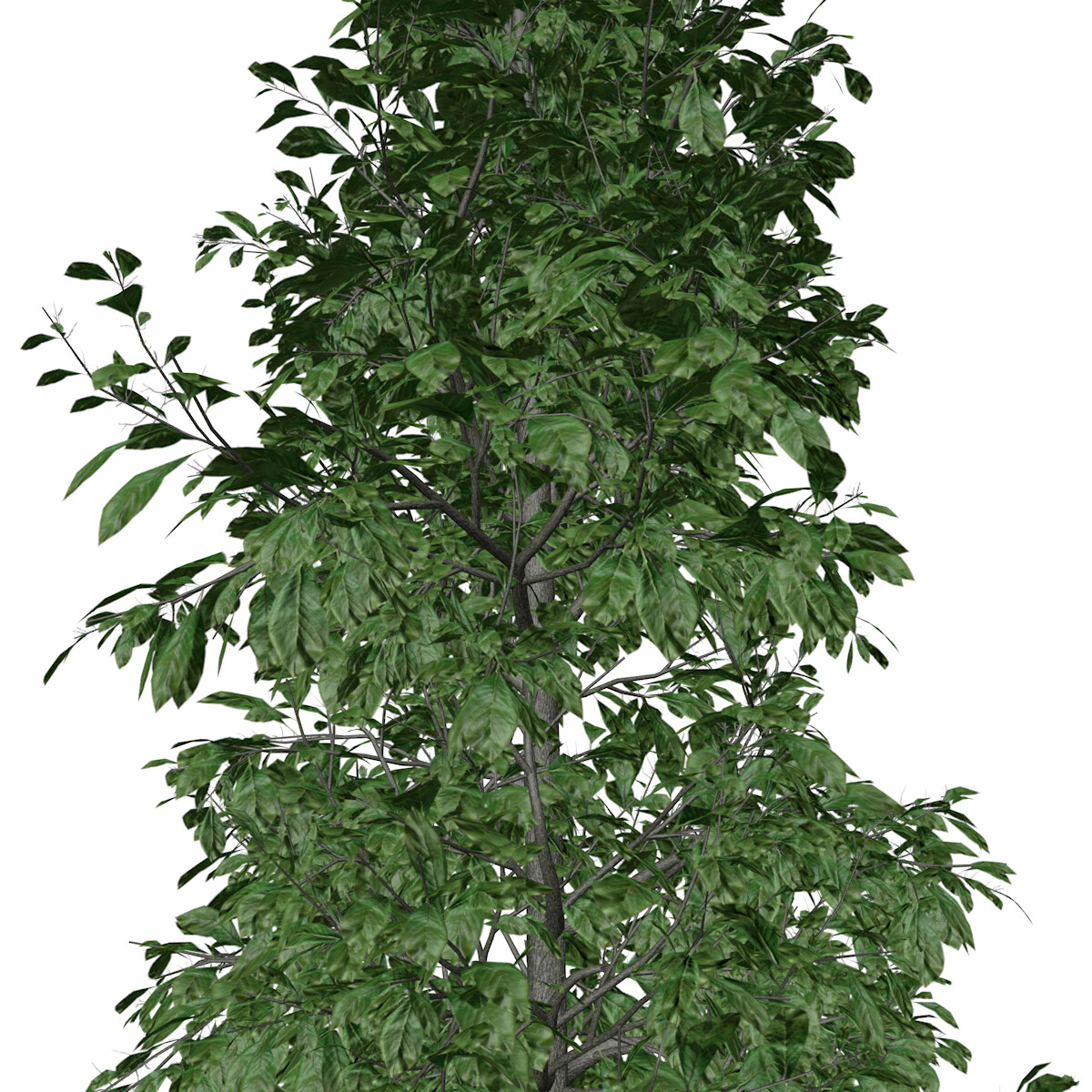 ArtStation - Sourwood Tree #03 - High Poly Tree (3D Model) | Game Assets
