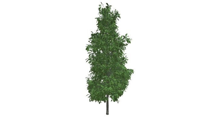 ArtStation - Sourwood Tree #05 - High Poly Tree (3D Model) | Game Assets