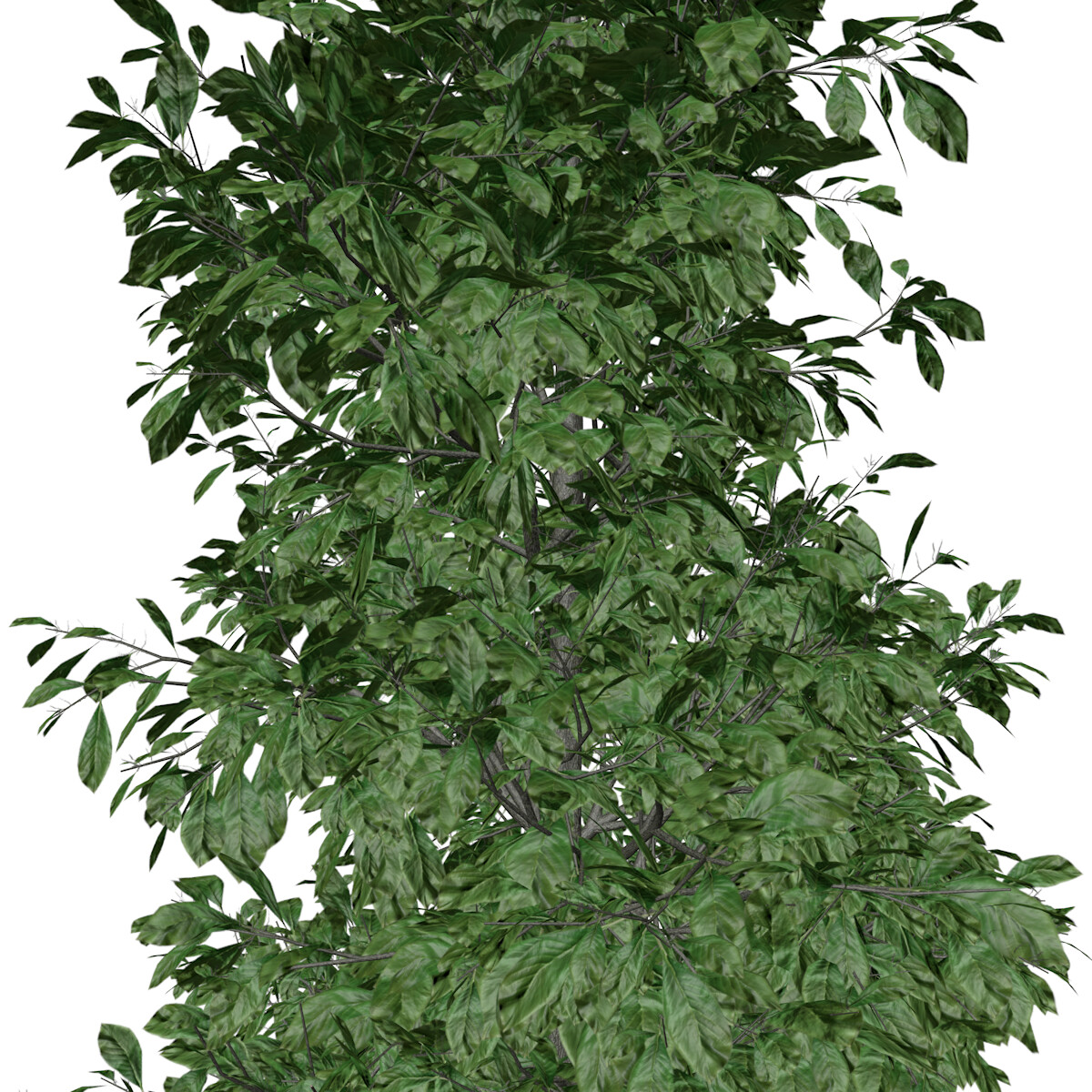 ArtStation - Sourwood Tree #05 - High Poly Tree (3D Model) | Game Assets