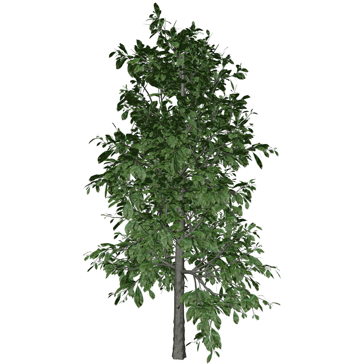 ArtStation - Sourwood Tree #06 - High Poly Tree (3D Model) | Game Assets
