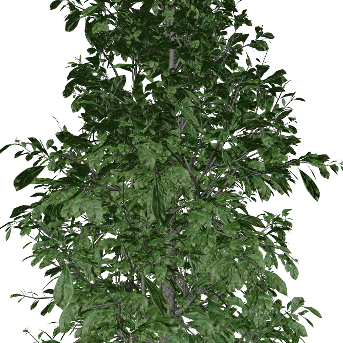ArtStation - Sourwood Tree #06 - High Poly Tree (3D Model) | Game Assets