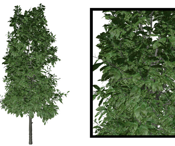 ArtStation - Sourwood Tree #08 - High Poly Tree (3D Model) | Game Assets