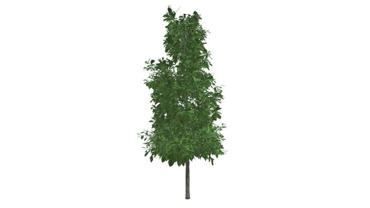 ArtStation - Sourwood Tree #08 - High Poly Tree (3D Model) | Game Assets