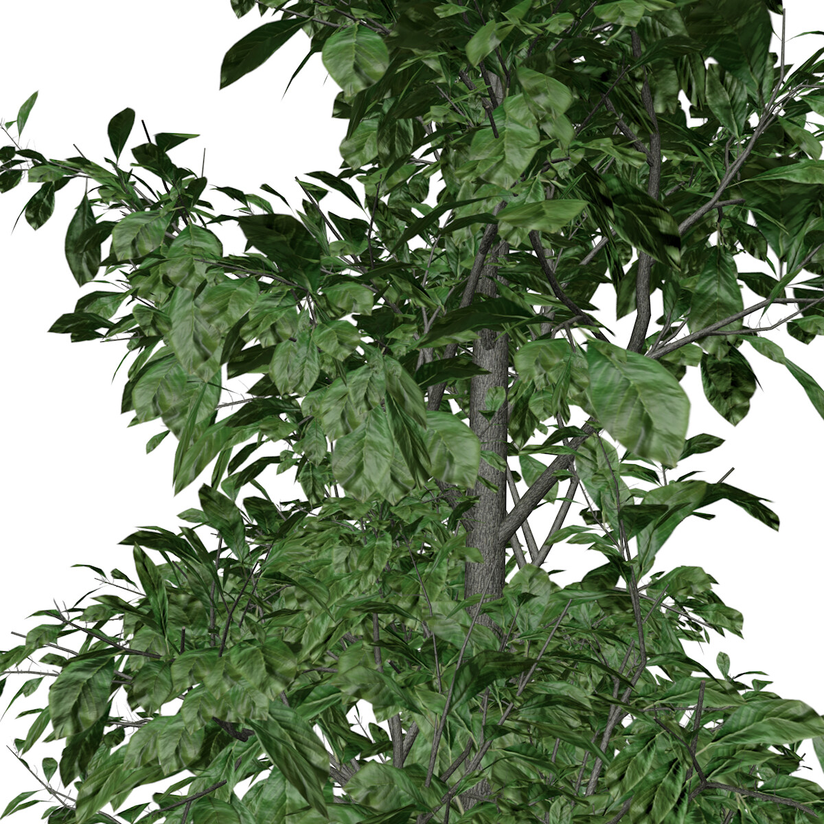 ArtStation - Sourwood Tree #07 - High Poly Tree (3D Model) | Game Assets