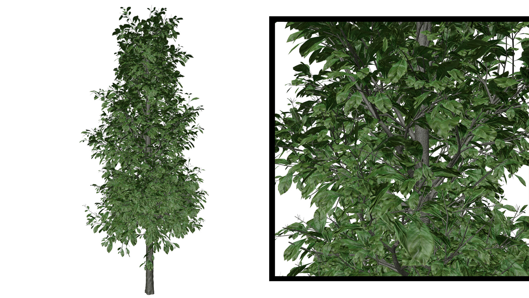 ArtStation - Sourwood Tree #09 - High Poly Tree (3D Model) | Game Assets
