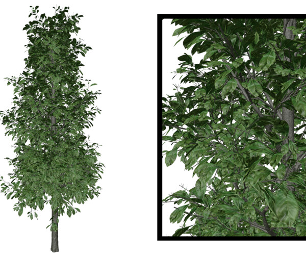 ArtStation - Sourwood Tree #09 - High Poly Tree (3D Model) | Game Assets