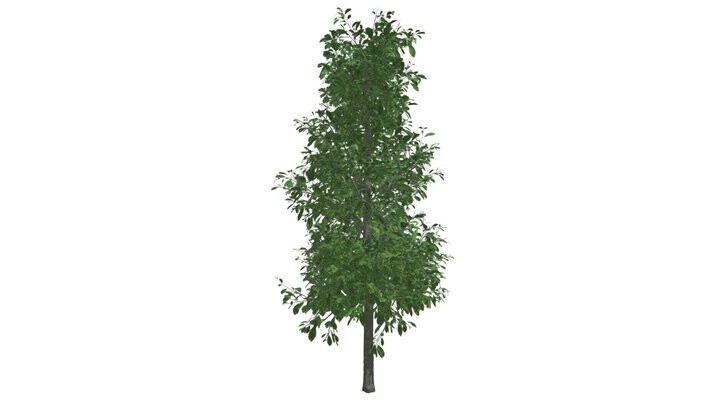 ArtStation - Sourwood Tree #09 - High Poly Tree (3D Model) | Game Assets