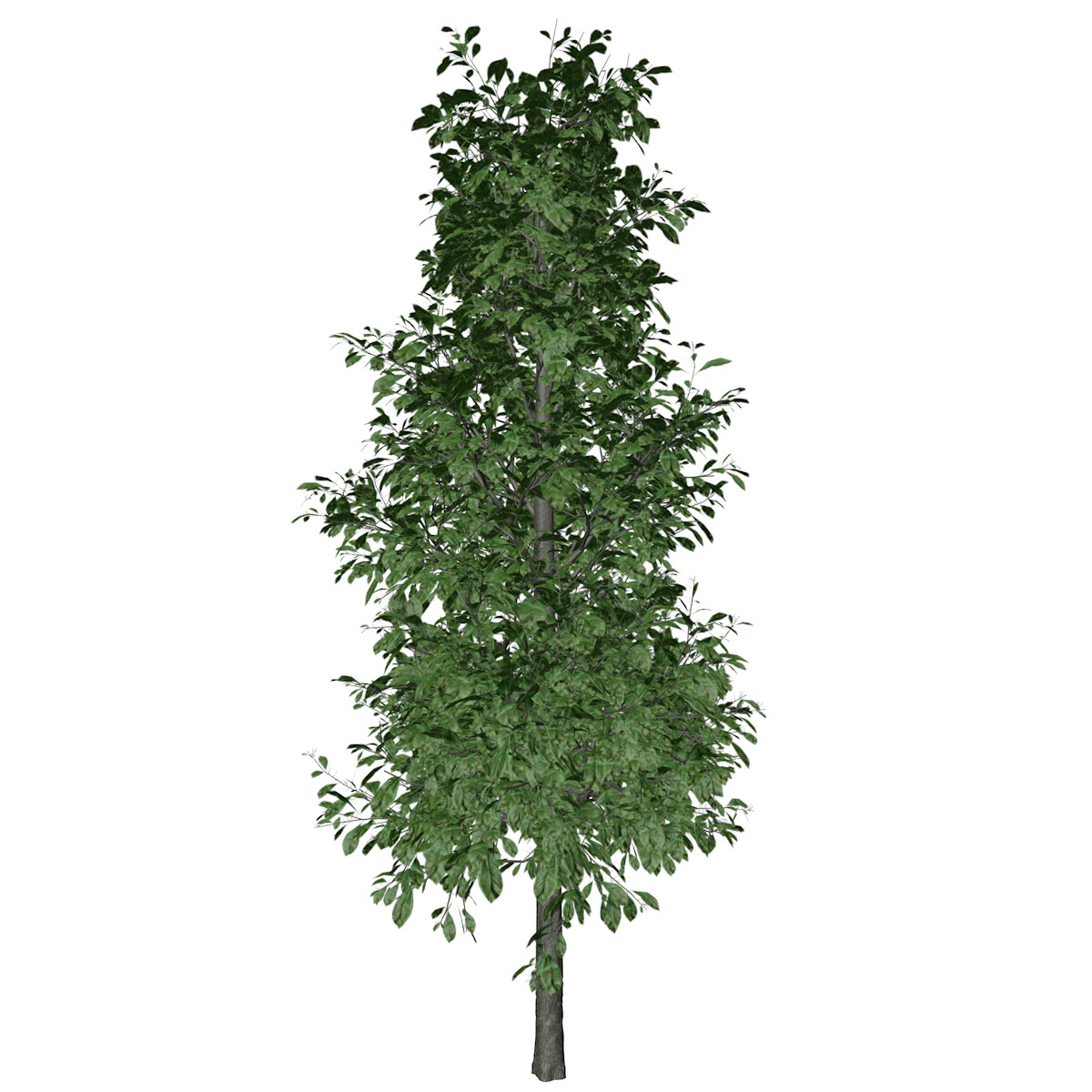 ArtStation - Sourwood Tree #09 - High Poly Tree (3D Model) | Game Assets