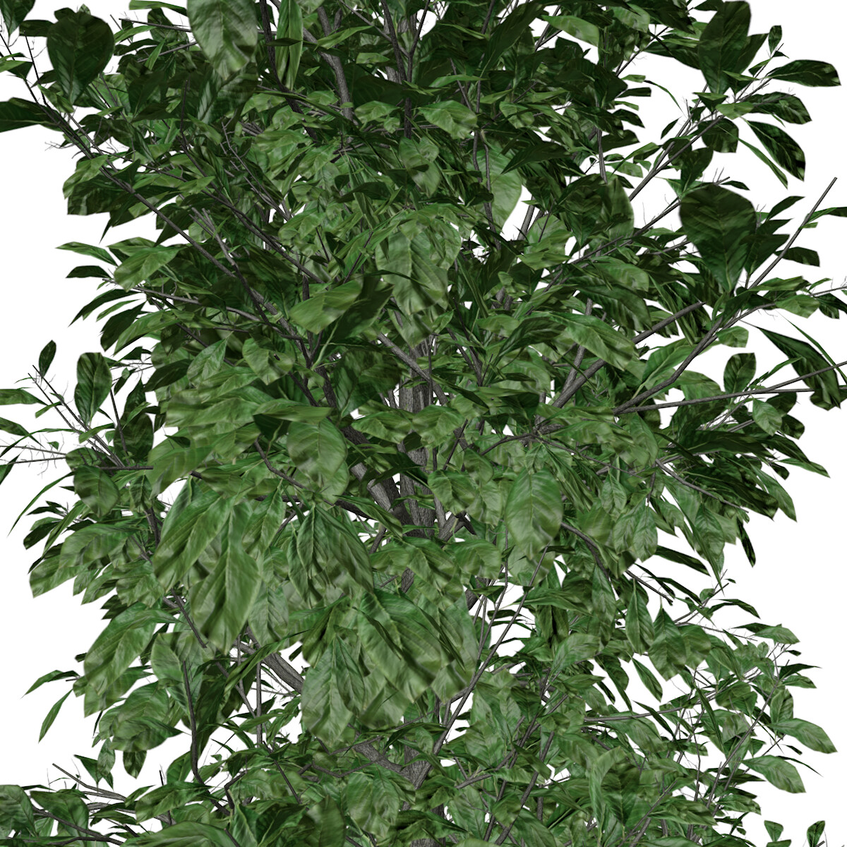 ArtStation - Sourwood Tree #10 - High Poly Tree (3D Model) | Game Assets