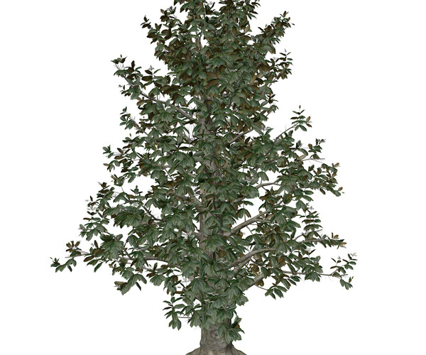 ArtStation - Southern Magnolia Tree #01 - High Poly Tree (3D Model ...