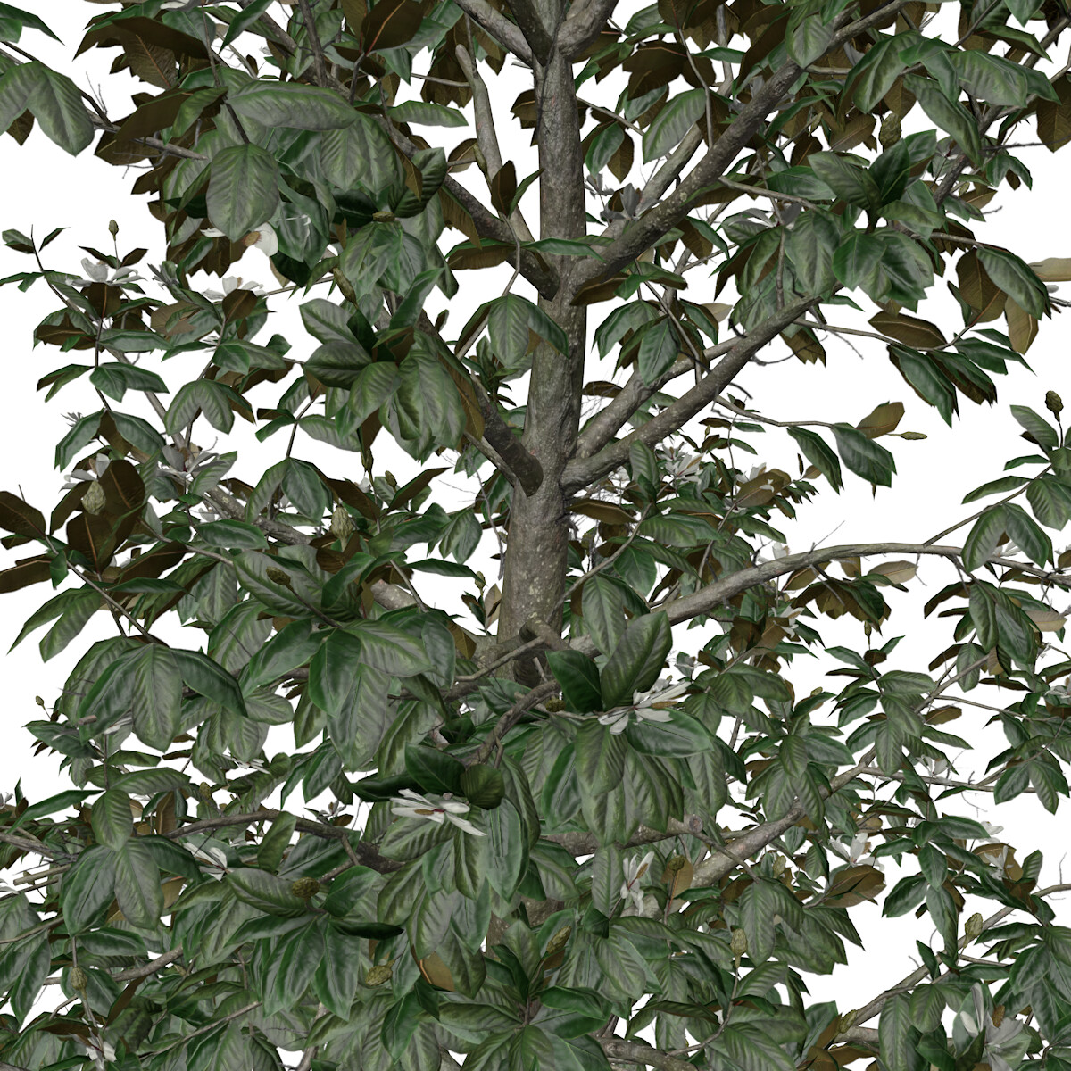 ArtStation - Southern Magnolia Tree #02 - High Poly Tree (3D Model ...