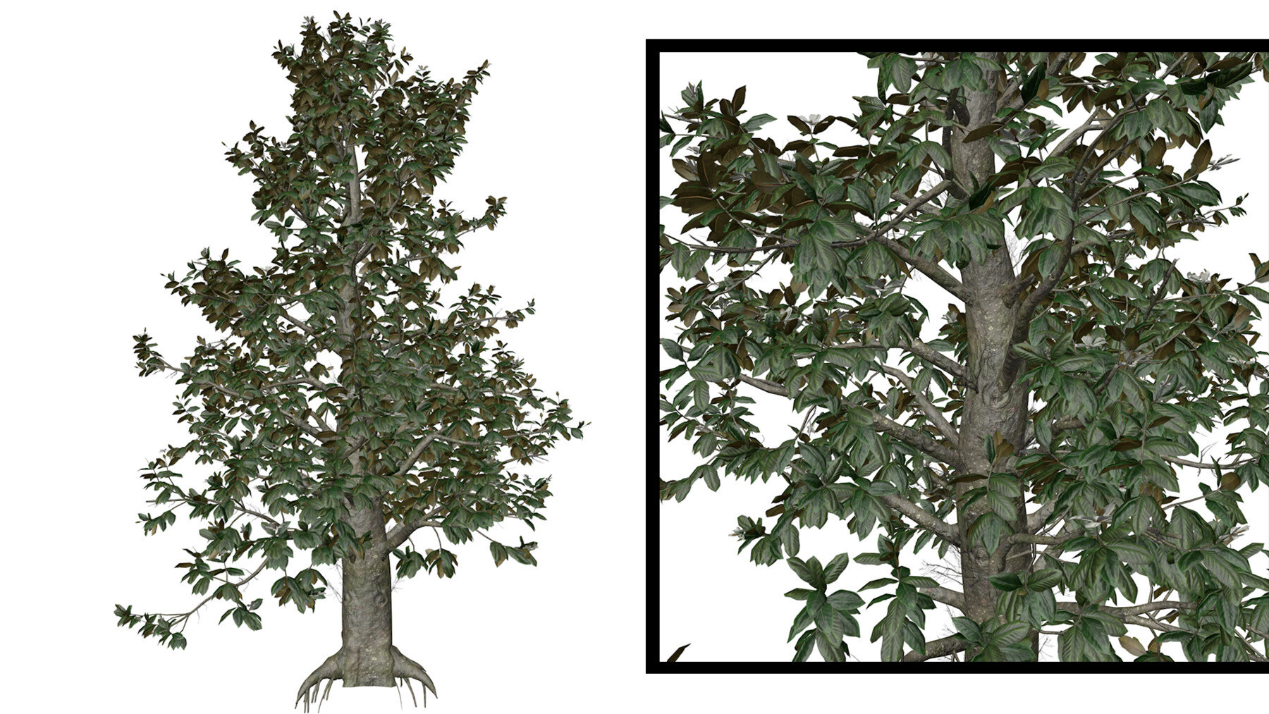 ArtStation - Southern Magnolia Tree #04 - High Poly Tree (3D Model ...