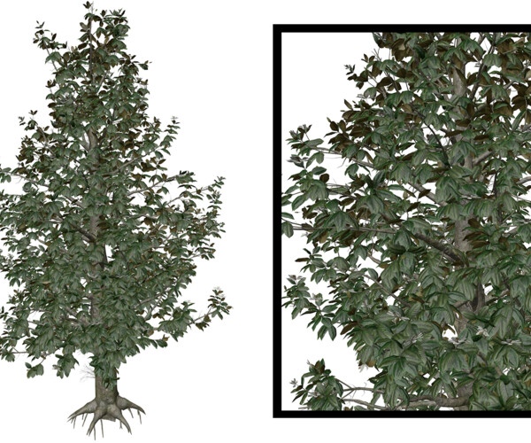 ArtStation - Southern Magnolia Tree #06 - High Poly Tree (3D Model ...