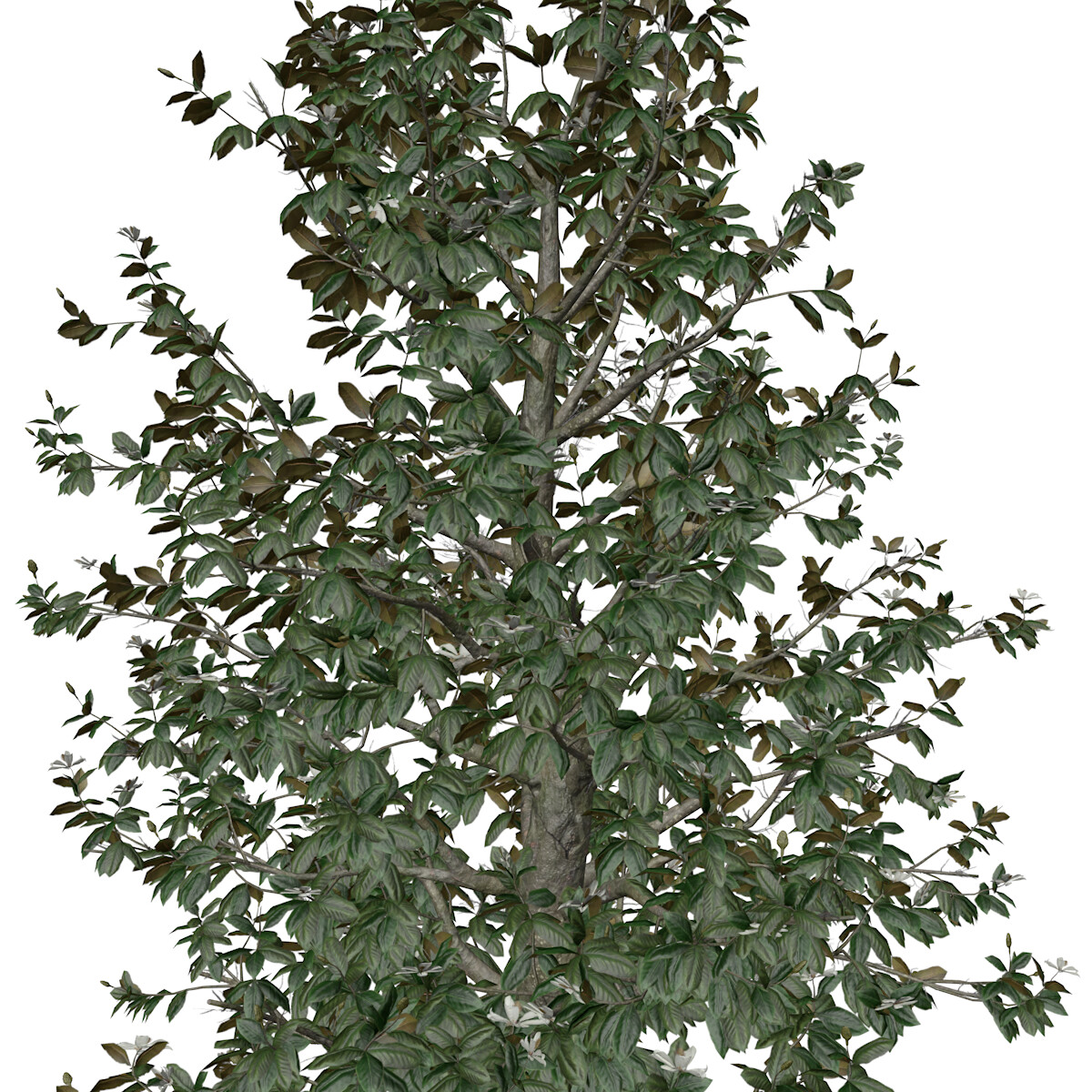 ArtStation - Southern Magnolia Tree #07 - High Poly Tree (3D Model ...