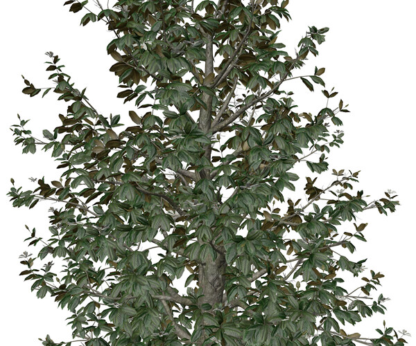 ArtStation - Southern Magnolia Tree #07 - High Poly Tree (3D Model ...