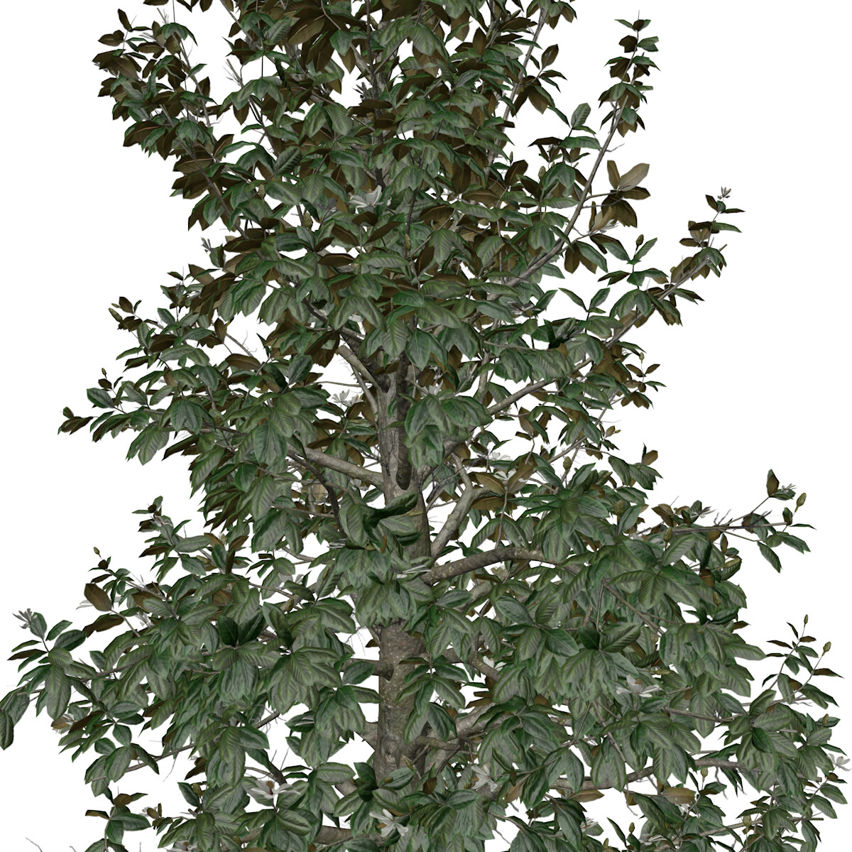 ArtStation - Southern Magnolia Tree #09 - High Poly Tree (3D Model ...